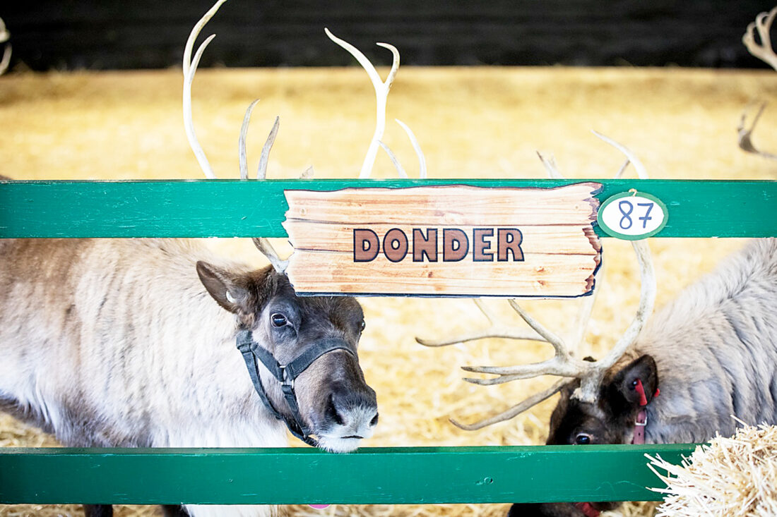 Santa’s reindeer cleared for flight | News, Sports, Jobs - Altoona Mirror